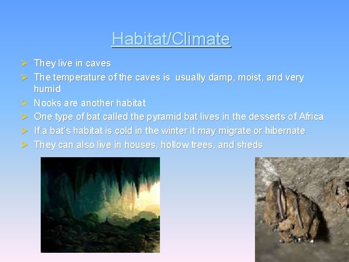 Bat The King of the Caves By KV