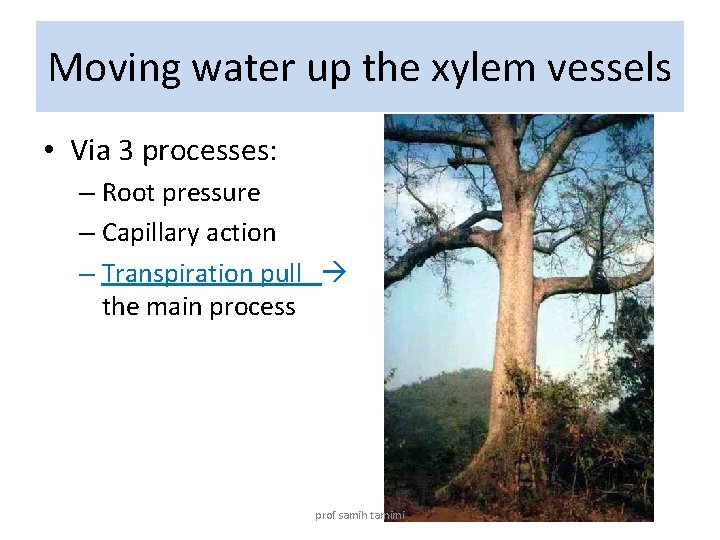 Plant Physiology Absorption of water in plants prof
