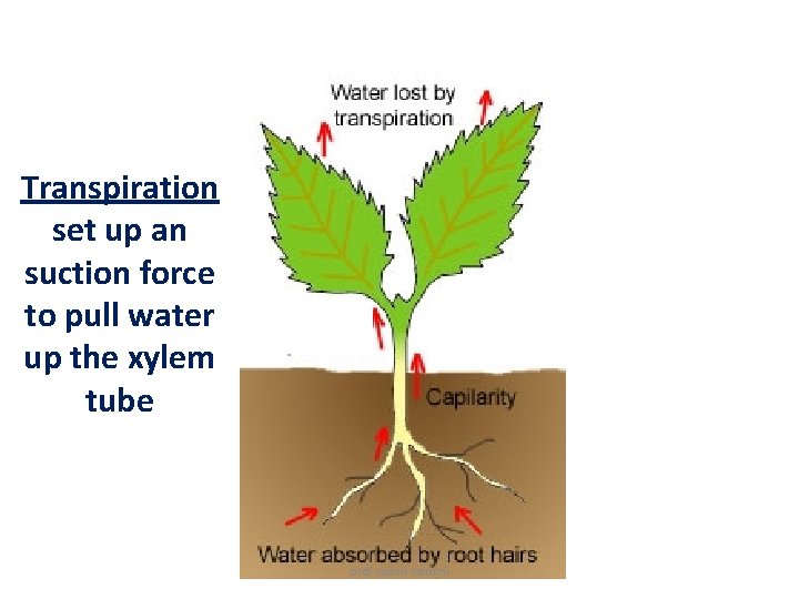 Plant Physiology Absorption of water in plants prof