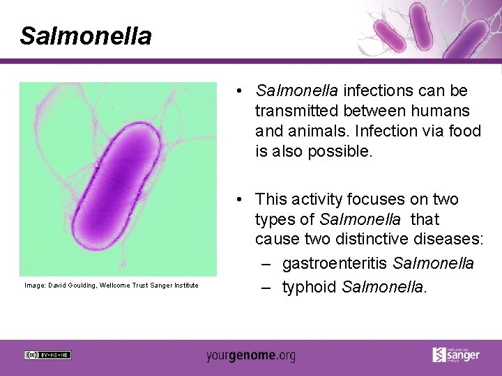 Build a bug activity Introduction to Salmonella What