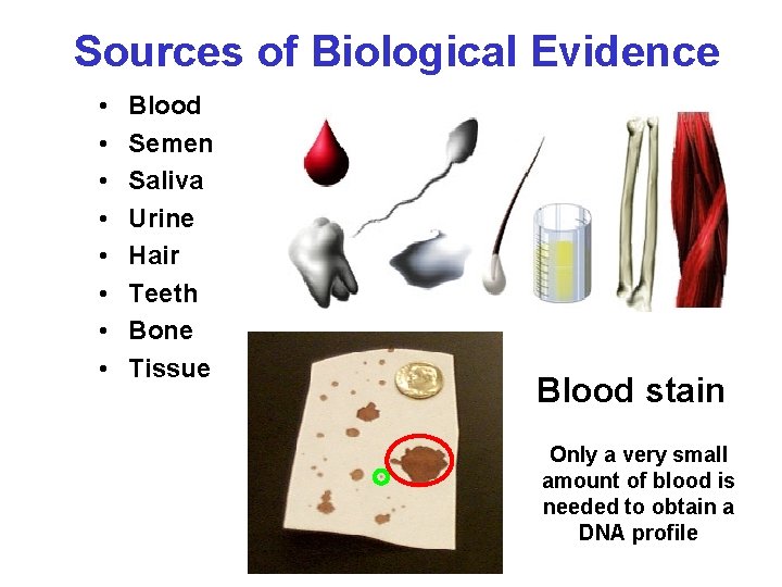 Forensic DNA Typing and Prospects for Biometrics Dr