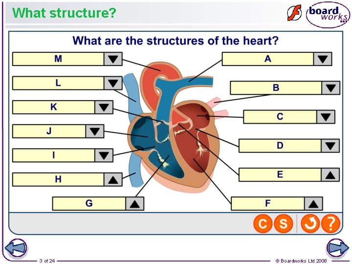 Review The Cardiac Cycle 1 Label the diagram