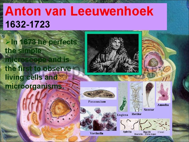 INTRODUCTION TO CELLS Life is cellular Robert Hooke