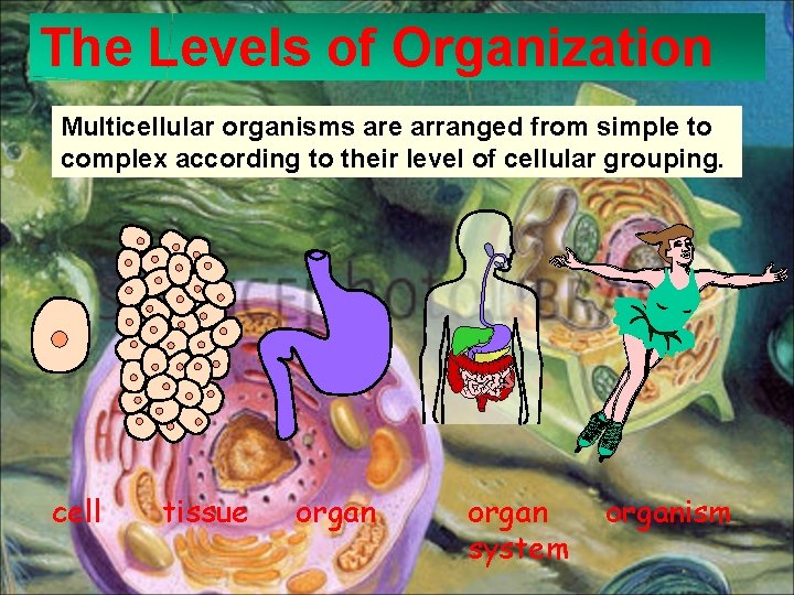 INTRODUCTION TO CELLS Life is cellular Robert Hooke