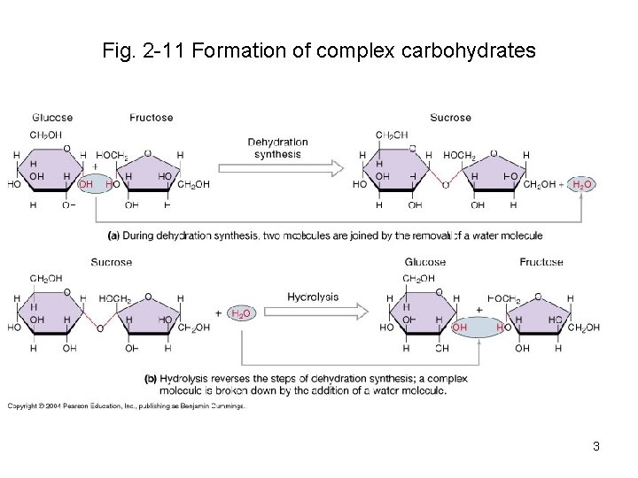 Organic Molecules Carbohydrates These pictures will give you