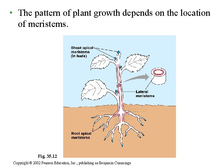 CHAPTER 35 PLANT STRUCTURE AND GROWTH Section B