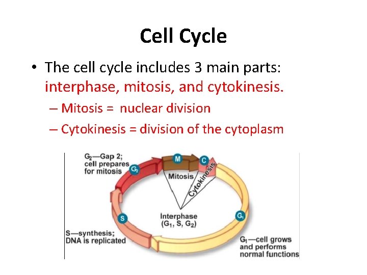 Cell Cycle Division Biology I Cell Division All