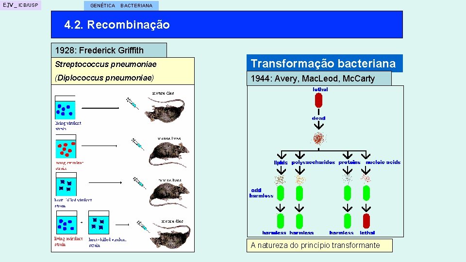 Espao Microbiologia ICBUSP GENTICA BACTERIANA 1 Introduo A