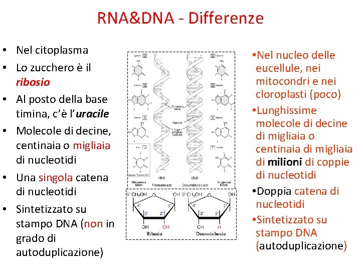 Chimica Organica e Biologica Prof Erik Laurini DNARNA