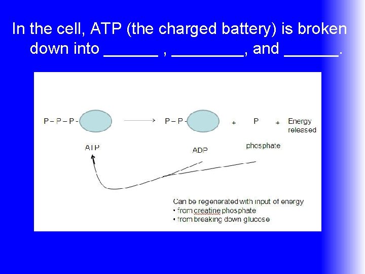 SCA Review Biochemistry SCA Review Biochemistry This is