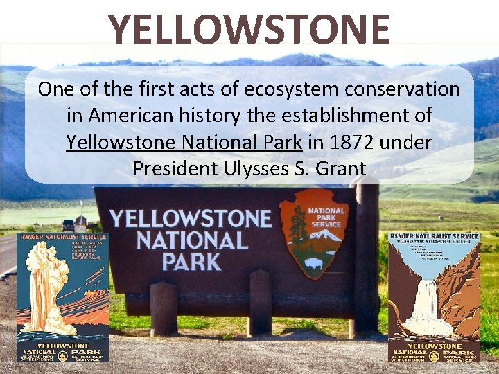 Chapter 18 Conservation of Biodiversity Genetic Diversity Scientists