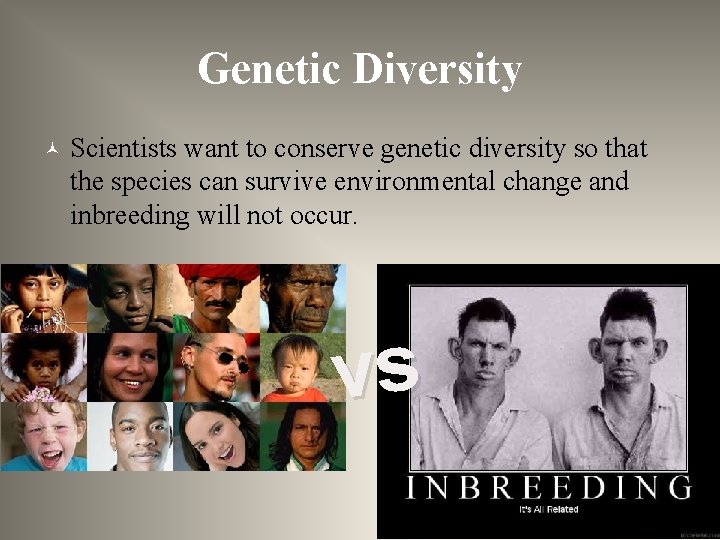 Chapter 18 Conservation of Biodiversity Genetic Diversity Scientists