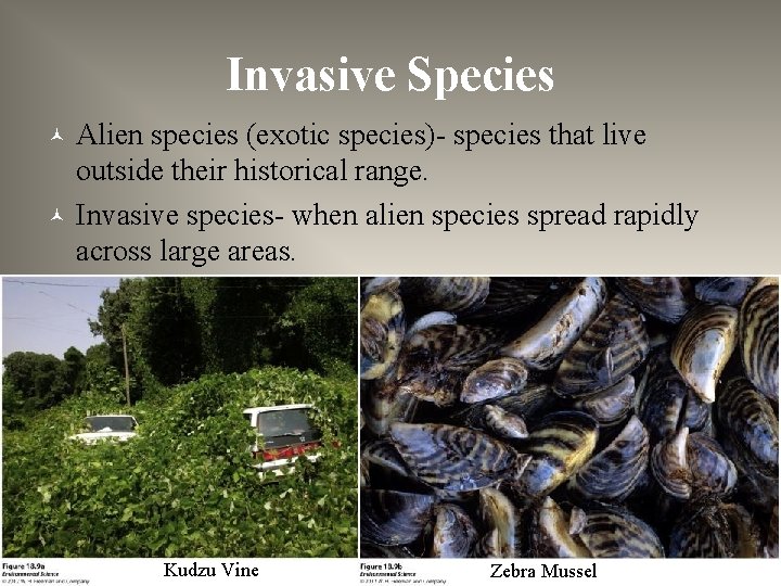 Chapter 18 Conservation of Biodiversity Genetic Diversity Scientists