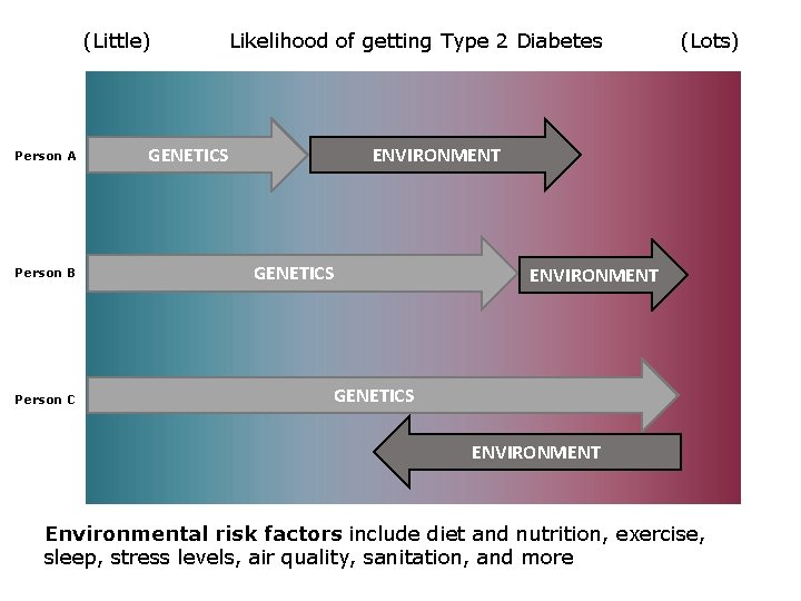 Biology Homeostasis and Type 2 Diabetes Lesson Four