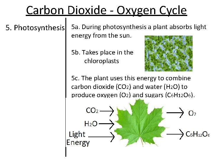 Carbon Dioxide Oxygen Cycle 1 Where does the