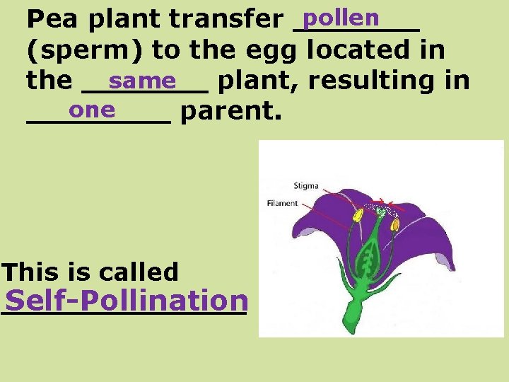 https conradchrabol wordpress commendelsearlyworks Intro to Mendelian ...