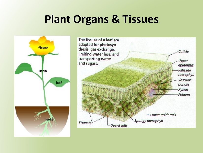 B 5 Growth Development All living things are