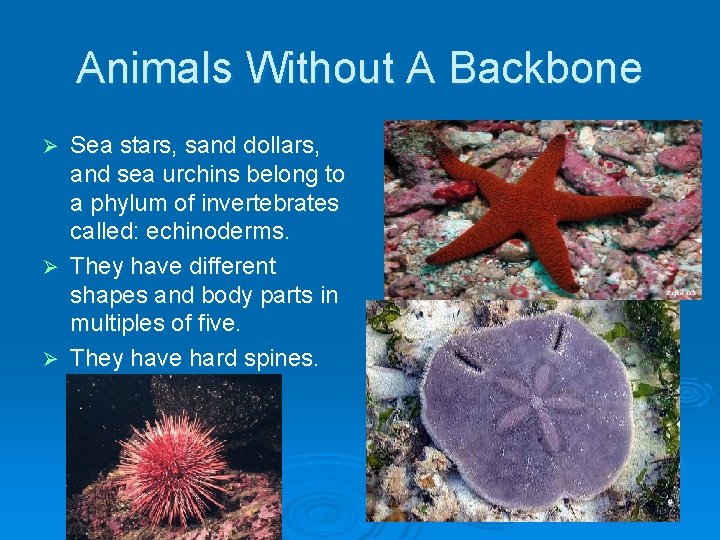 Chapter 6 Lesson 2 What are Vertebrates and