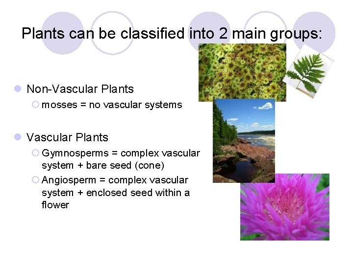 Plant Classification Anatomy Plants can be classified into
