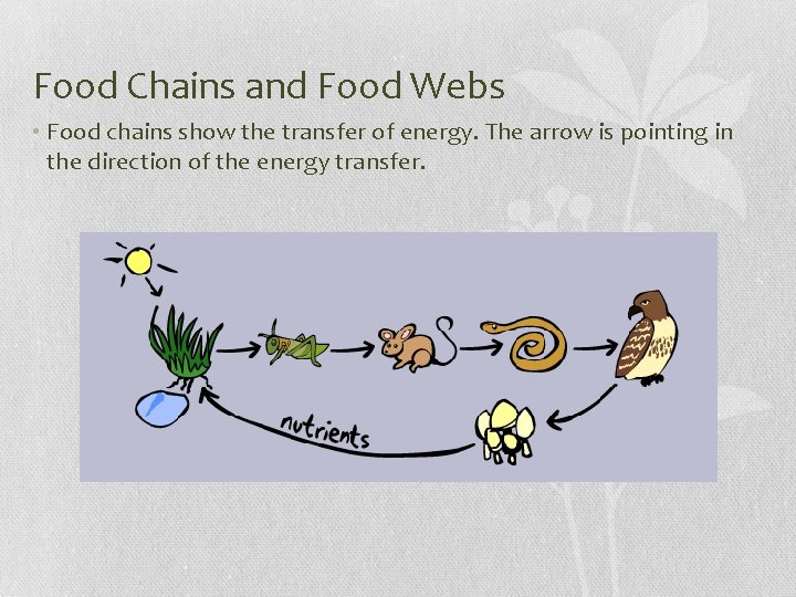 ENERGY FLOW AND ECOSYSTEMS Food chains webs and
