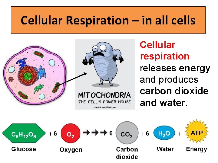 Chapter 3 Energy Transformation 3 1 Obtaining Energy