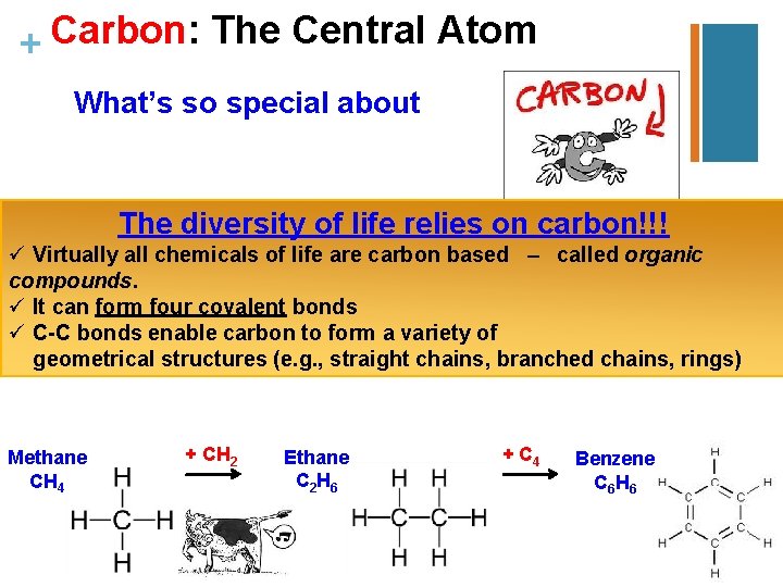 SBI 4 U BIOCHEMISTRY Biological Macromolecules Essential Questions