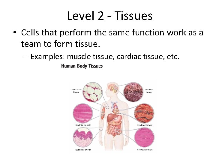 Levels of Organization Body Systems Biology Level 1