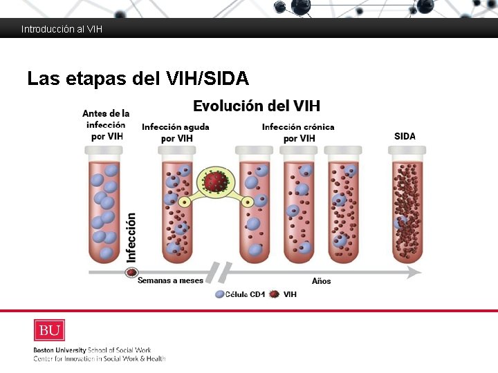 Introduccin al VIH Boston University School of Social