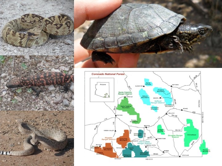 Macroecology Characterizing And Explaining Patterns Of Abundance