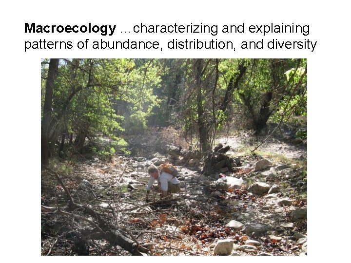 Macroecology characterizing and explaining patterns of abundance ...