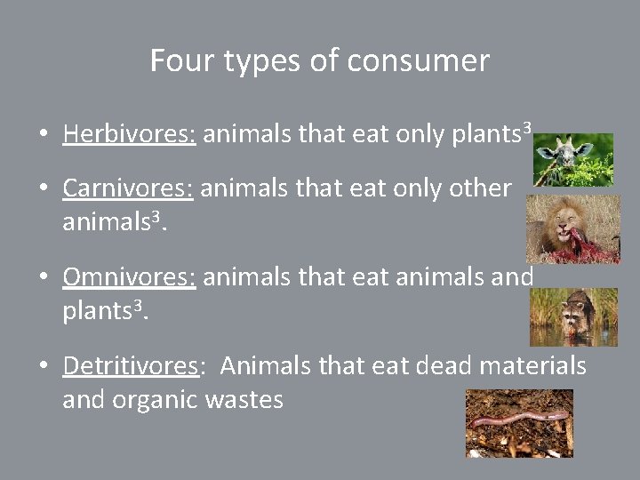 Food Chains and Food Webs What is a