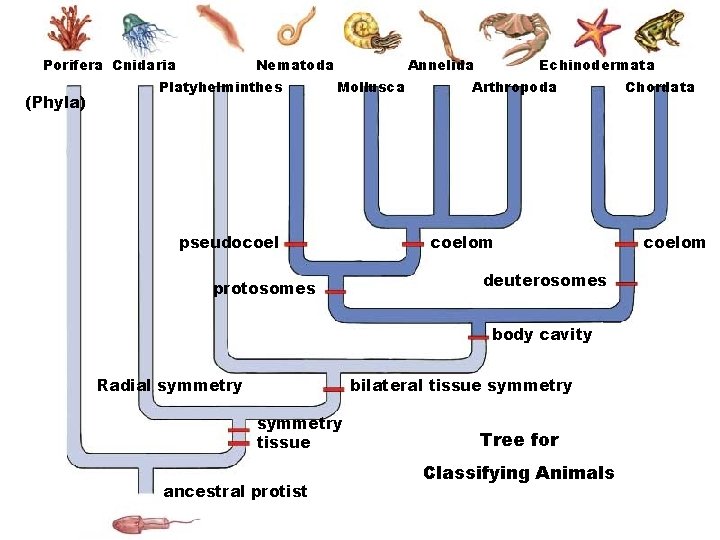 ANIMAL KINGDOM ZOOLOGY Southern Boone County HS Bill