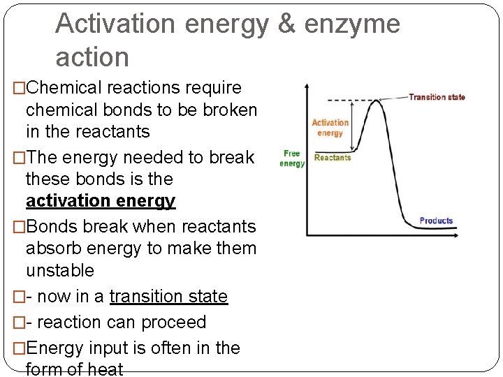 Section 6 Metabolism Enzymes Unit 1 Human Cells