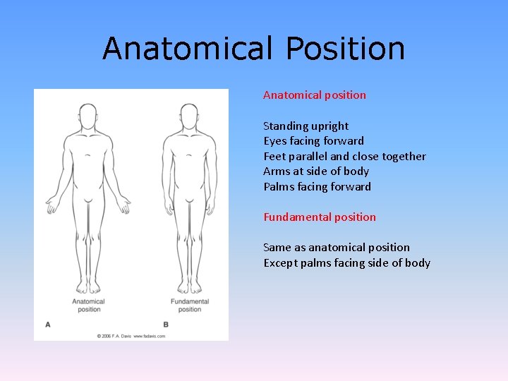 Introduction to Kinesiology Kinesiology Study of movement Combination