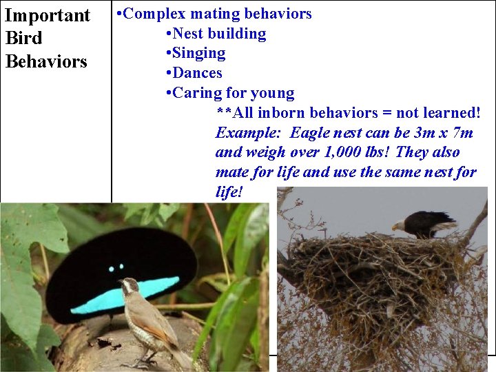 Bird Anatomy Notes Anatomy 1 Bones Hollow but