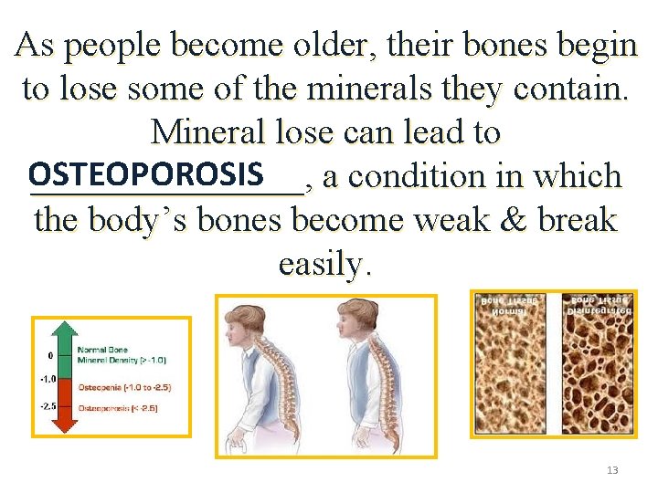 THE HUMAN BODY The Skeletal Muscular Organ Systems