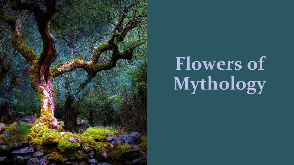 Plants of Greek Mythology By Rebekah Fortino Average