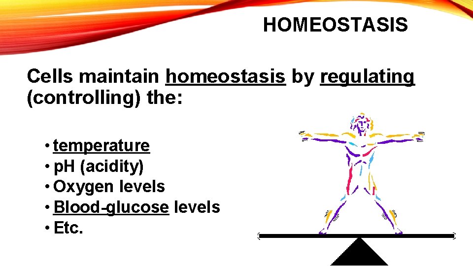 BODY SYSTEM INTERACTIONS REGULATION EQ How do the