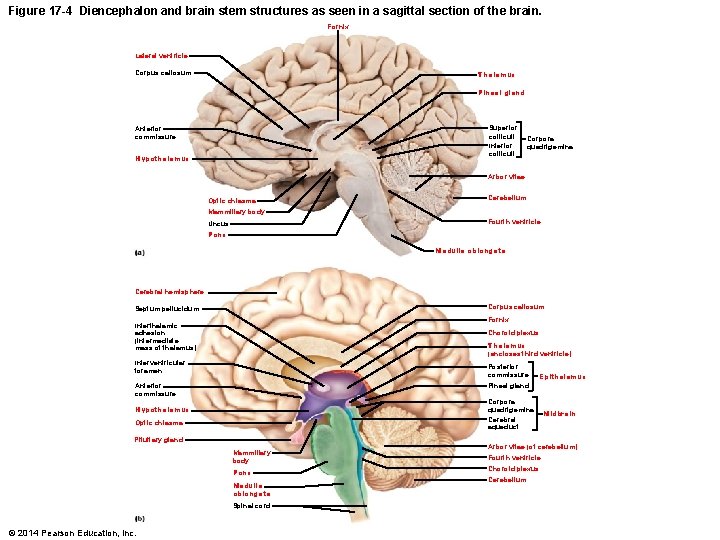 Figure 17 1 Embryonic development of the human