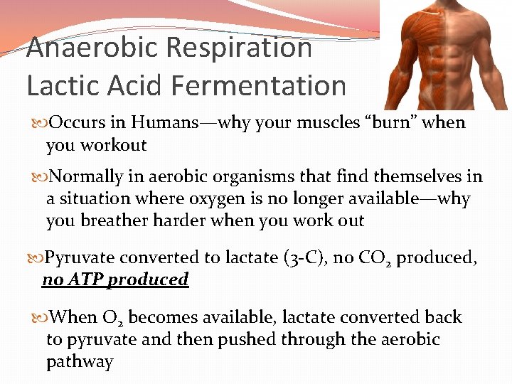 Cellular Respiration IntroductionBasic Info Respiration Controlled ...