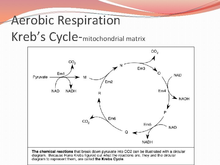 Cellular Respiration IntroductionBasic Info Respiration Controlled ...