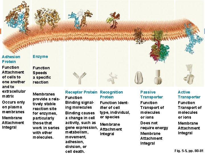 CHAPTER 5 A CLOSER LOOK AT CELL MEMBRANES