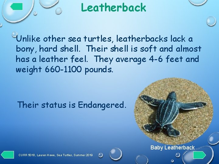 Sea Turtles General Information Loggerhead Leatherback Green Olive