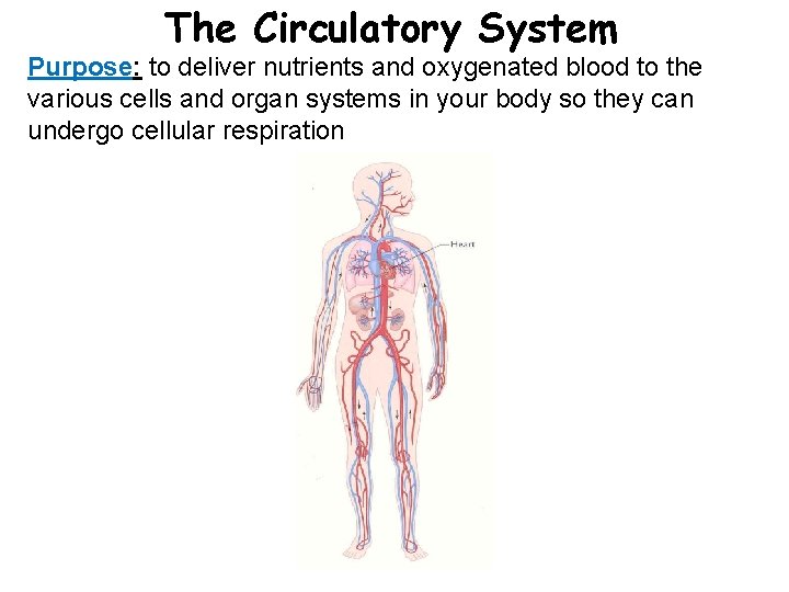 Body Systems Levels of Organization Remember the human