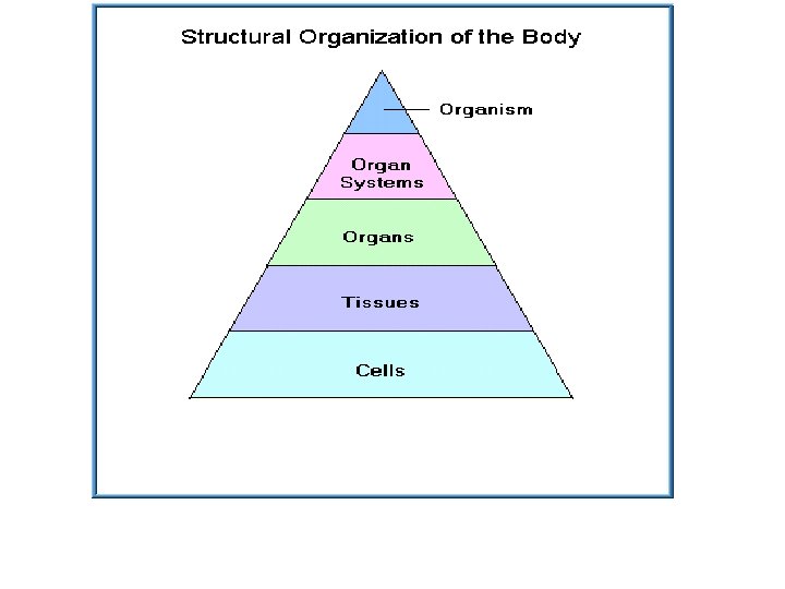 Body Systems Levels of Organization Remember the human