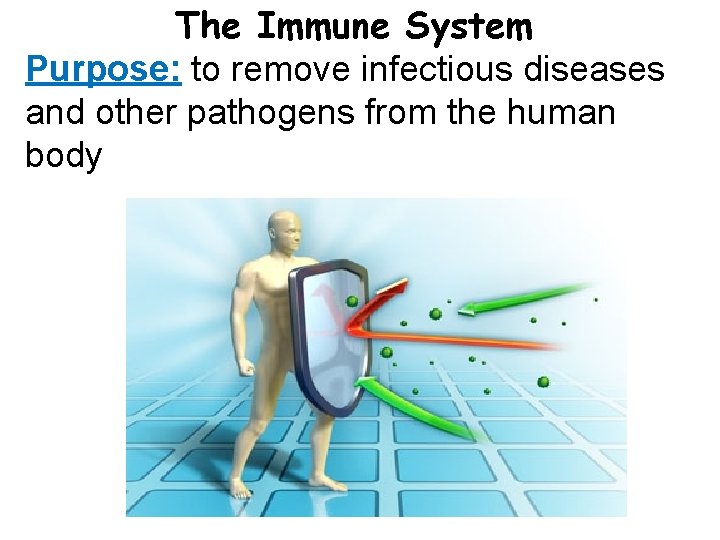 Body Systems Levels of Organization Remember the human