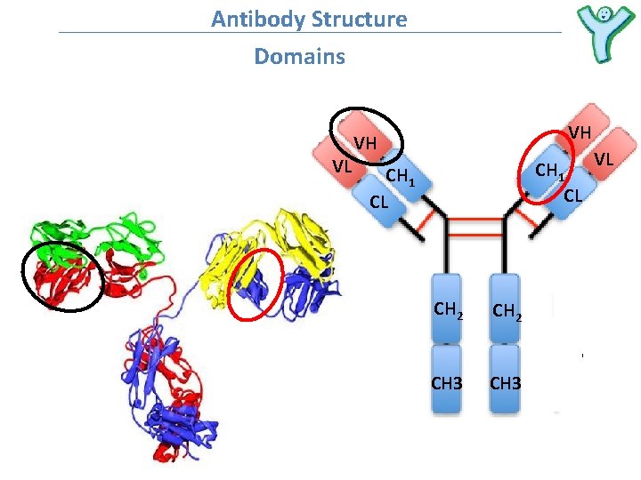 ImmunologyPharmacy Antibody Structure and Function Dr Mohammad Odibate