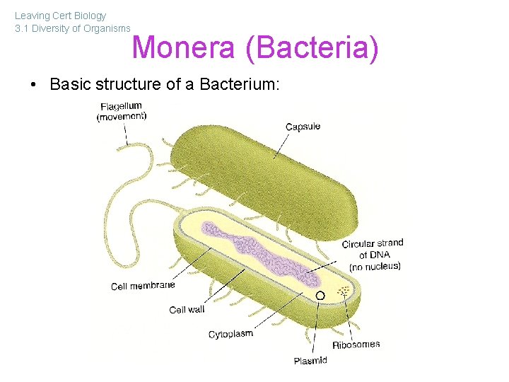 Leaving Cert Biology 3 1 Diversity of Organisms