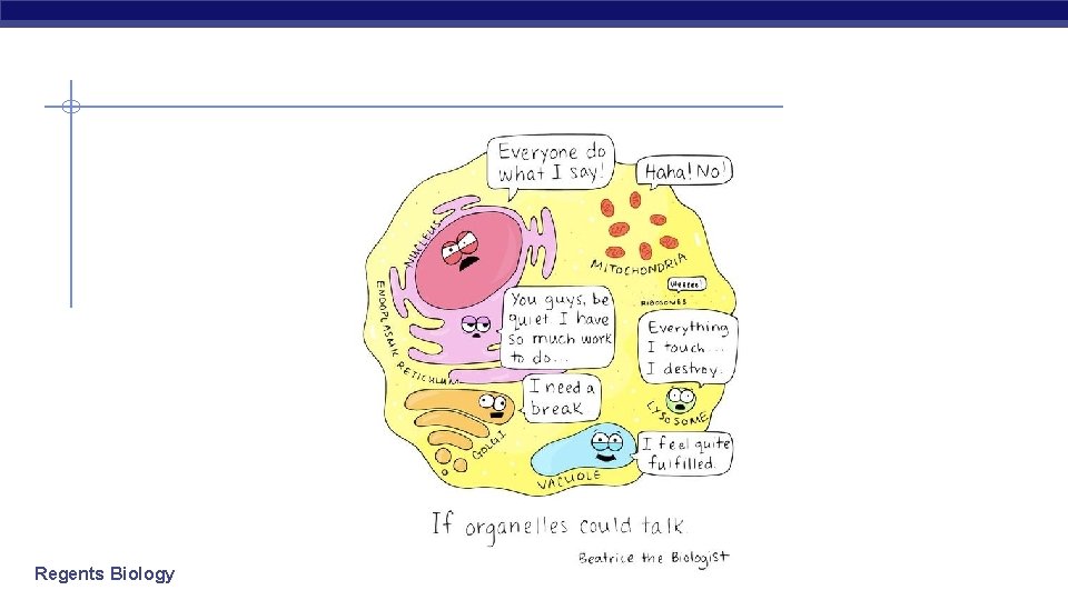 Cell Structure Organelles Doing Lifes Work AP Biology