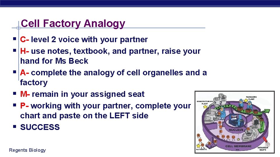 Cell Structure Organelles Doing Lifes Work AP Biology